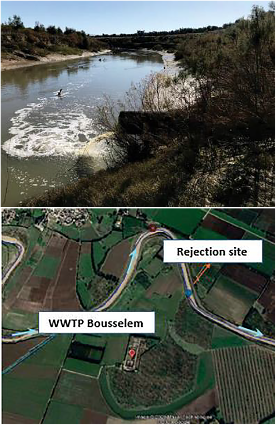 Telemac 2D Modeling of Pollutant Transport in the Medjerda River: Impact of Tamarix Vegetation ...